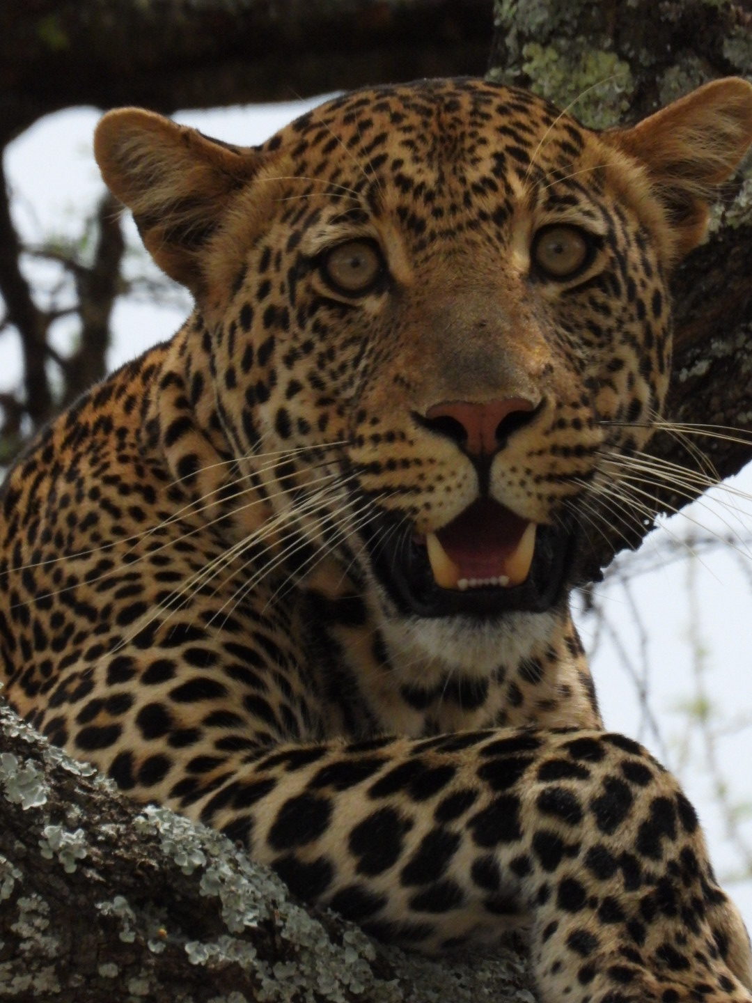 Cats of Africa - The BREL Chronicles